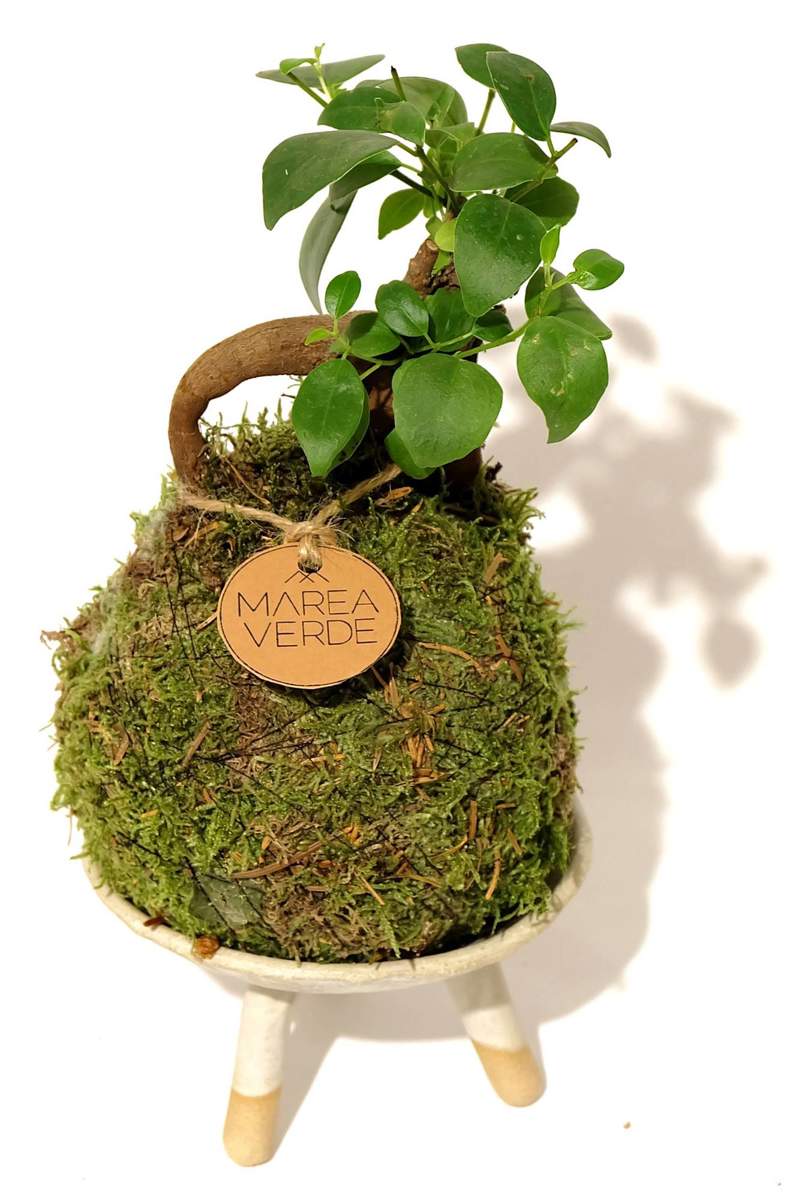 ¿Conoces las kokedamas? Estas plantas sin maceta son muy fáciles de cuidar y las puedes hacer tú ...