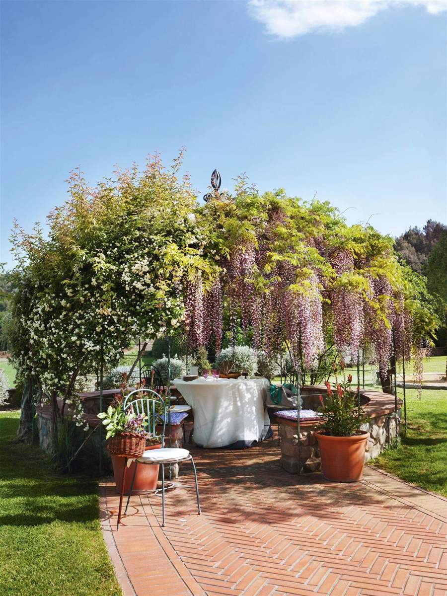 Enredaderas y plantas trepadoras para porches y terrazas