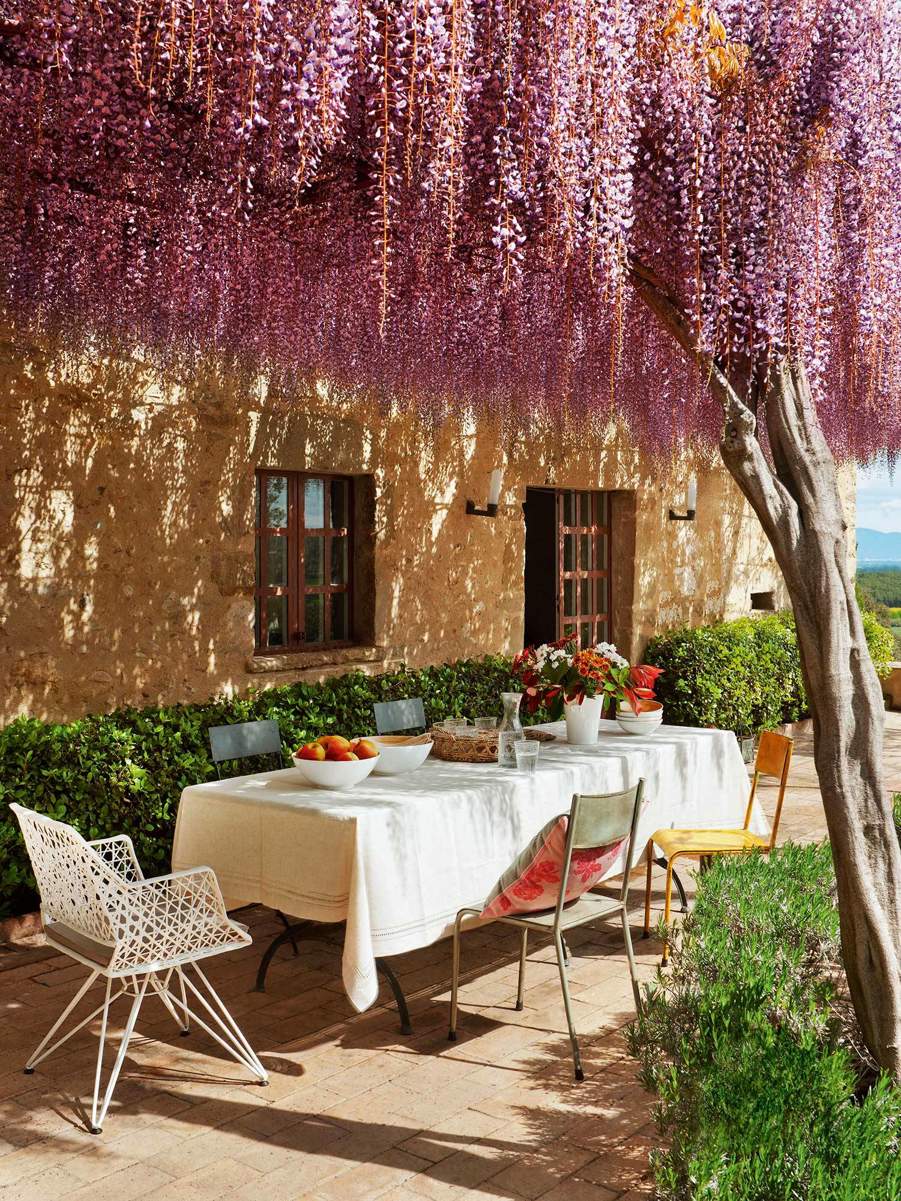 Enredaderas y plantas trepadoras para porches y terrazas