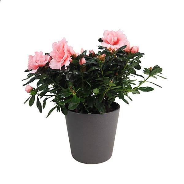 12 plantas de sombra: cuáles son y cómo cuidarlas