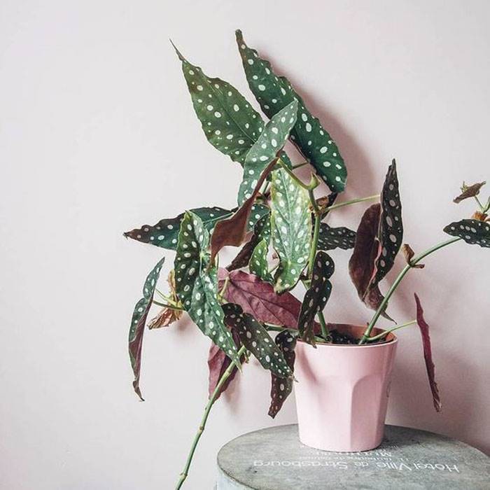 12 plantas de sombra: cuáles son y cómo cuidarlas