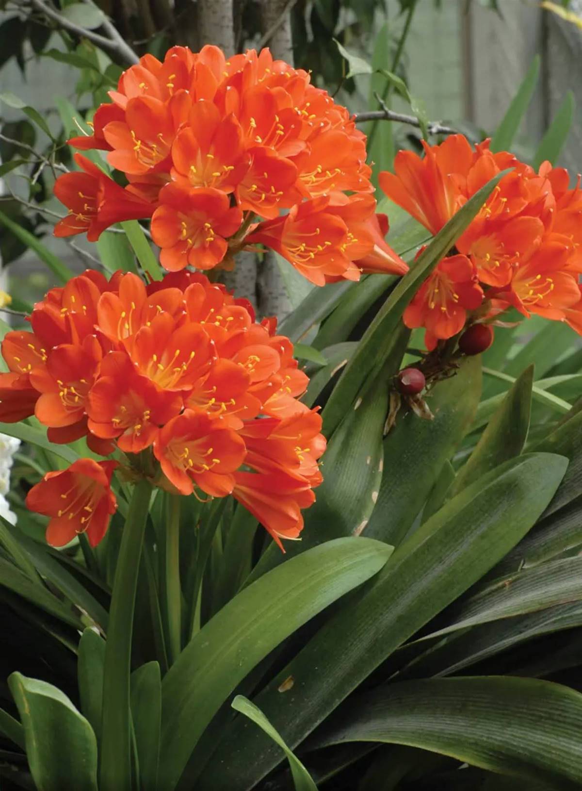 12 plantas de sombra: cuáles son y cómo cuidarlas