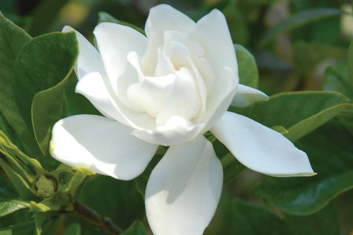 12 plantas de sombra: cuáles son y cómo cuidarlas