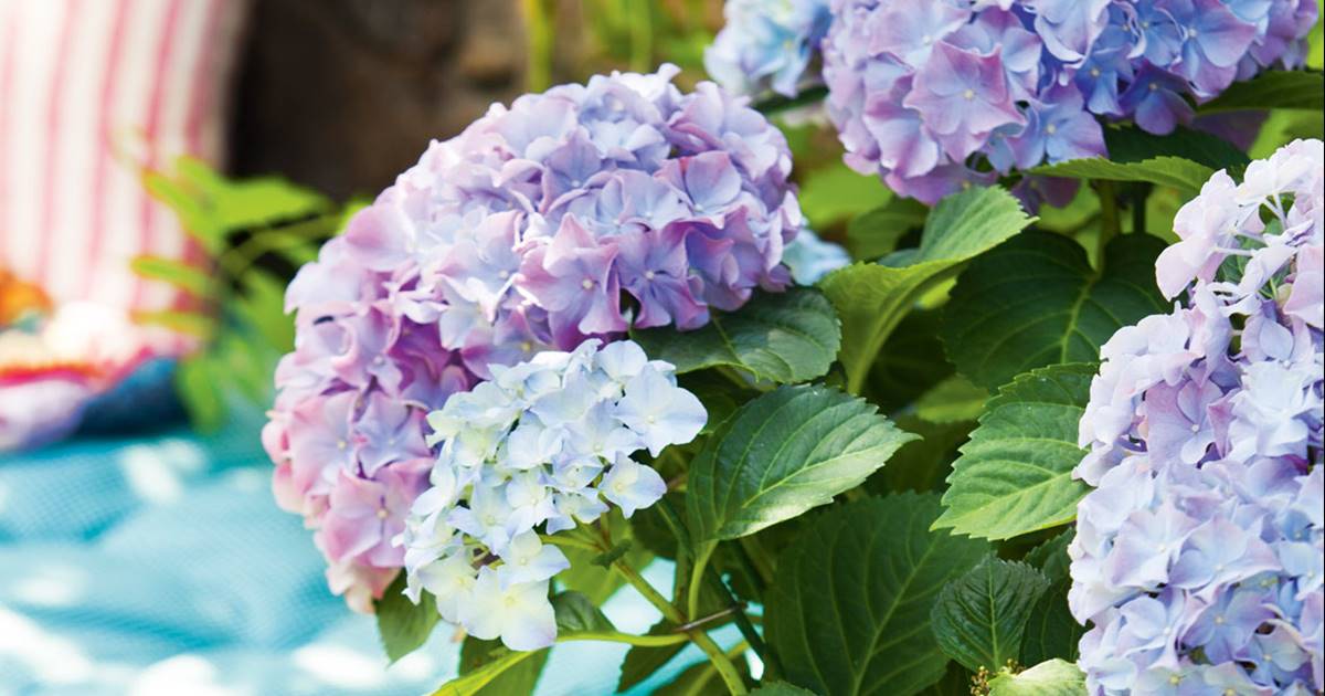 Hortensias: cuidados, características y tipos