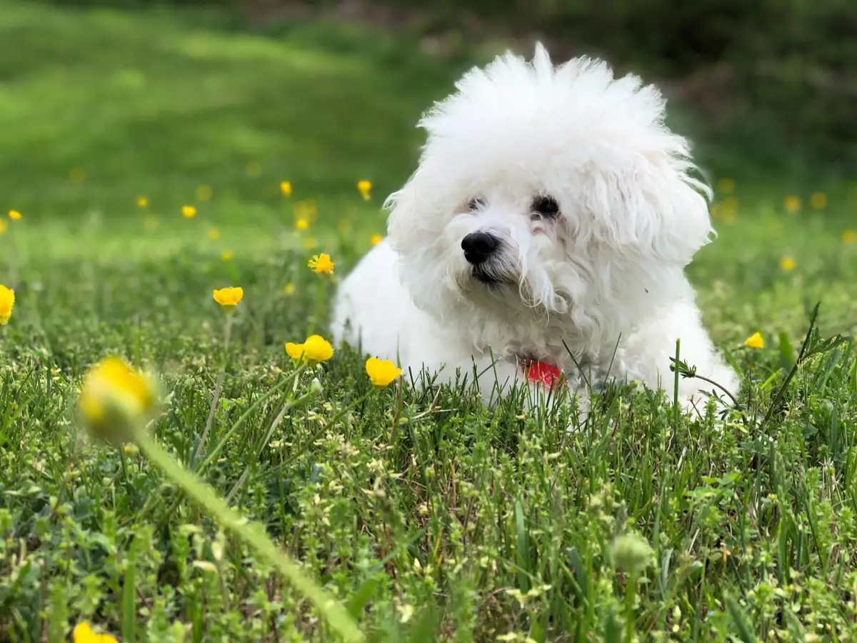 Razas de perros pequeños: las 55 mejores para tener como mascotas