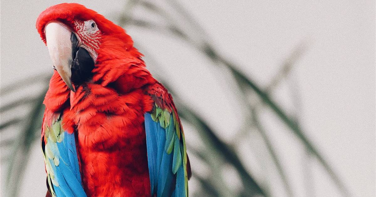 Cómo elegir la jaula para un loro