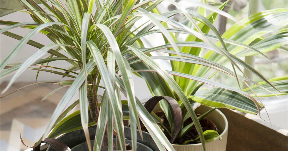 Cómo cuidar la drácena: la planta de interior más fácil