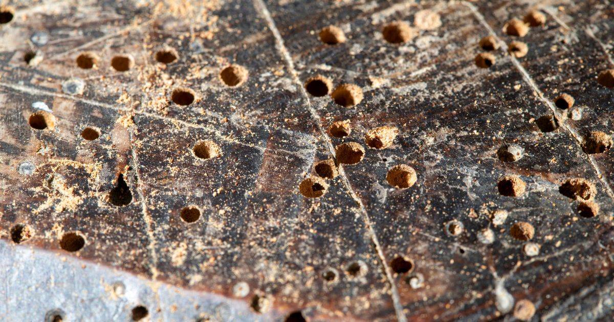 Carcoma, termita y polillas de la madera: qué son, sus diferencias y cómo eliminarlas