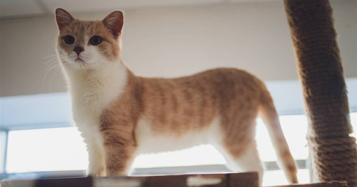 Razas De Gatos Enanos Como Se Llama Los Gatos Enanos: Últimas