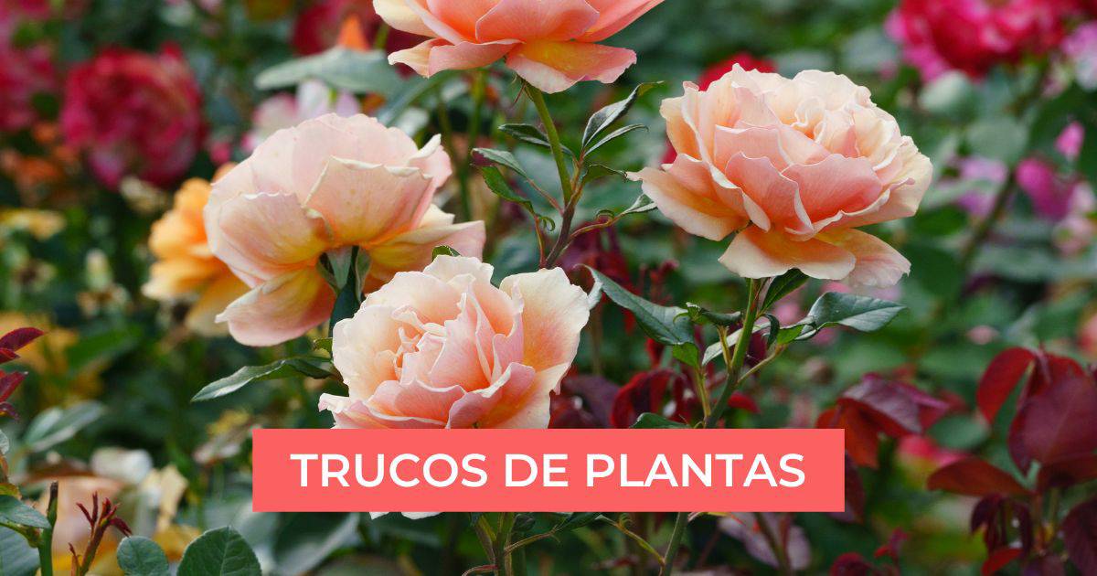 Oídio en rosales: qué es, cómo eliminarlo y trucos para su prevención