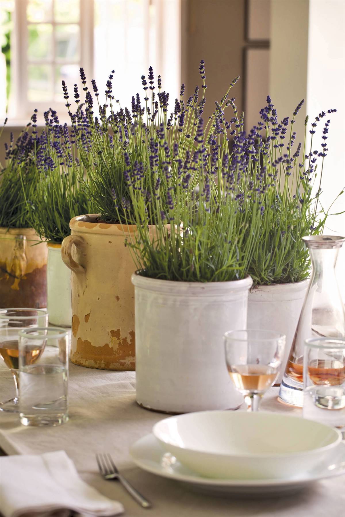 ¿Sabes por qué estas 10 plantas tienen un significado especial?