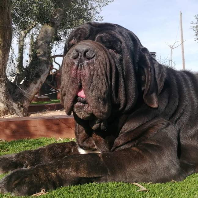 10 razas de perros arrugados que son puro amor