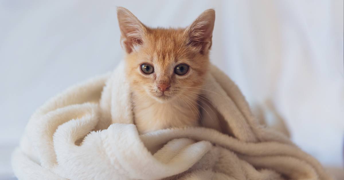 Animales Gato Bebé Cuidado