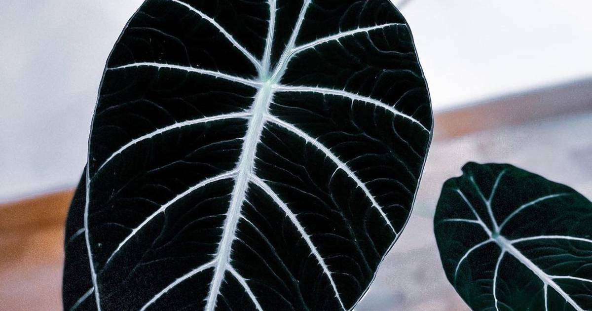 Plantas con hojas negras que no sabías que existían