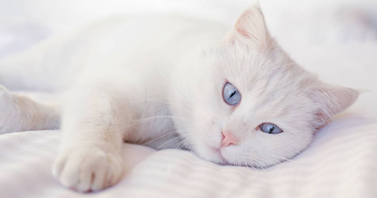 Gato angora: curiosidades, características y cuidados