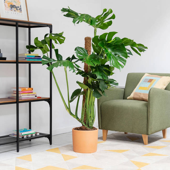 14 plantas 'pet friendly' que son seguras para tus mascotas (y otras 14 ...