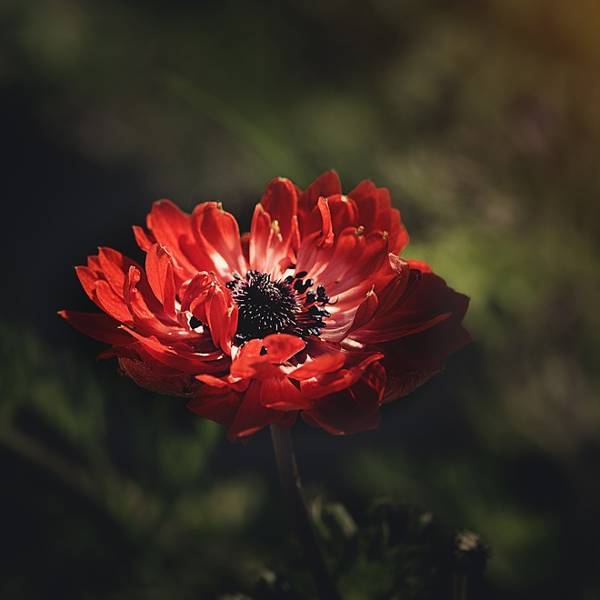 Plantas y flores ideales para decorar