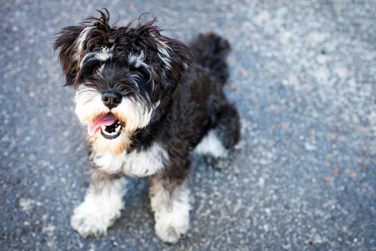 Las 20 razas de perros más inteligentes del mundo