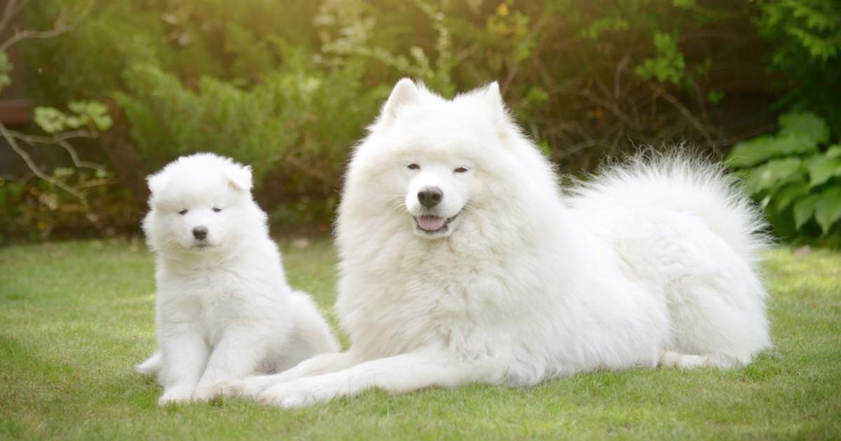 Samoyedo: características, carácter y cuidados