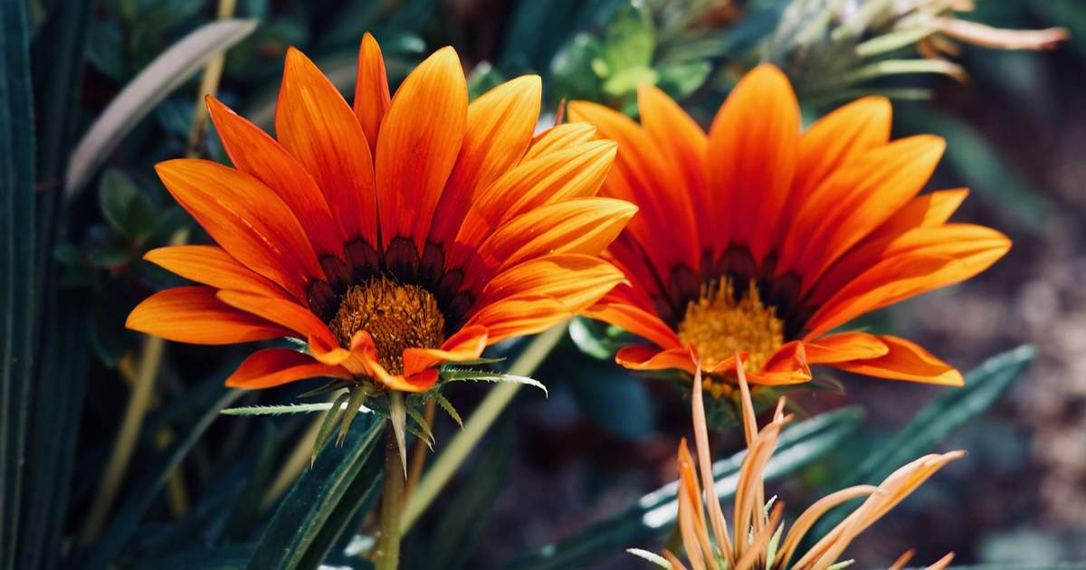 Gazania: características, cuidados y principales plagas