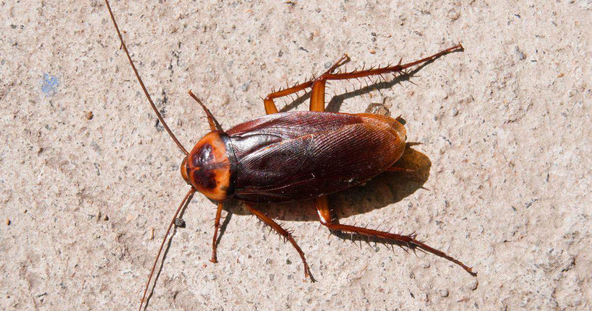 Cucarachas americanas en casa: cómo acabar con ellas