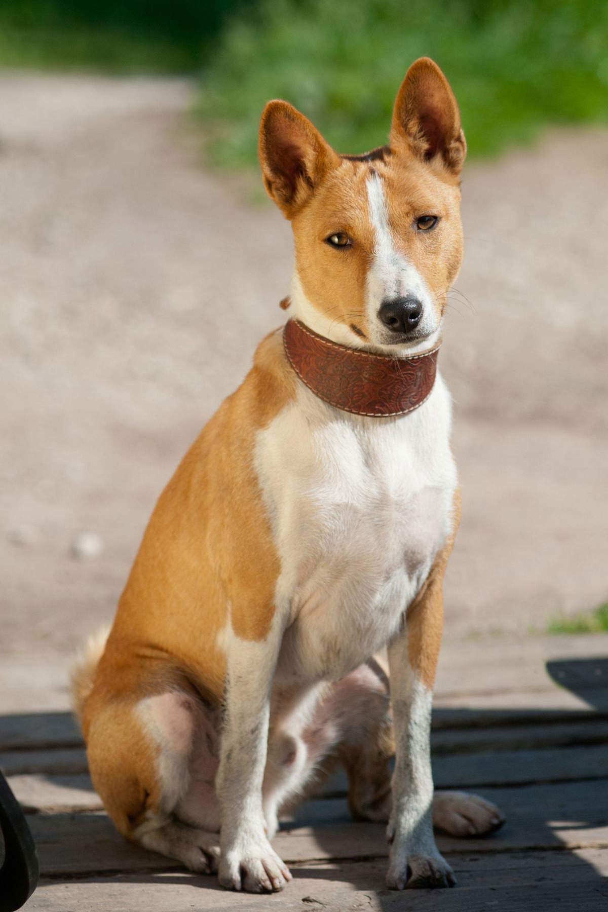 Las 12 razas de perro que mejor se adaptan a vivir en pisos