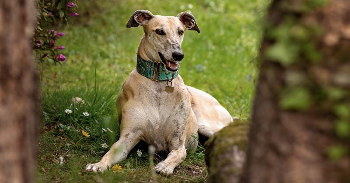 Galgo español: características, carácter y cuidados