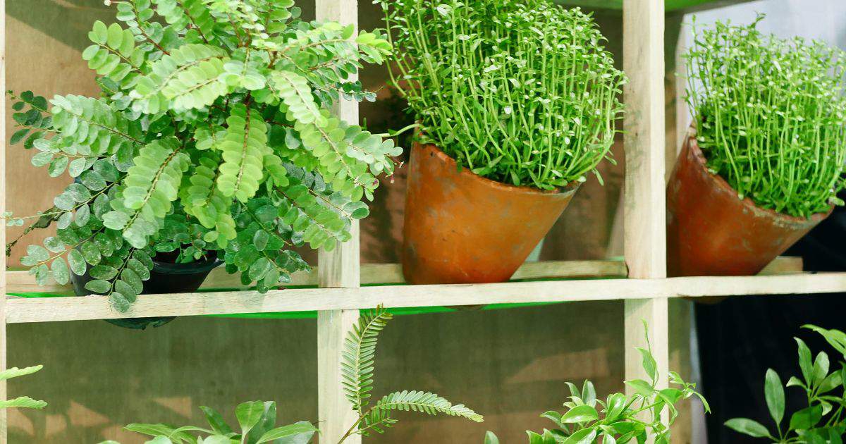 Huerto vertical: cómo construirlo, cuidados, ideas y beneficios para ...