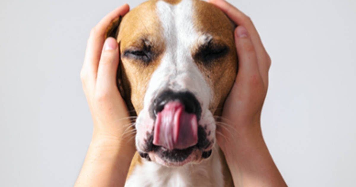 ¿Qué le pasa a tu perro si ve que estás muy estresado? Puede que te ...