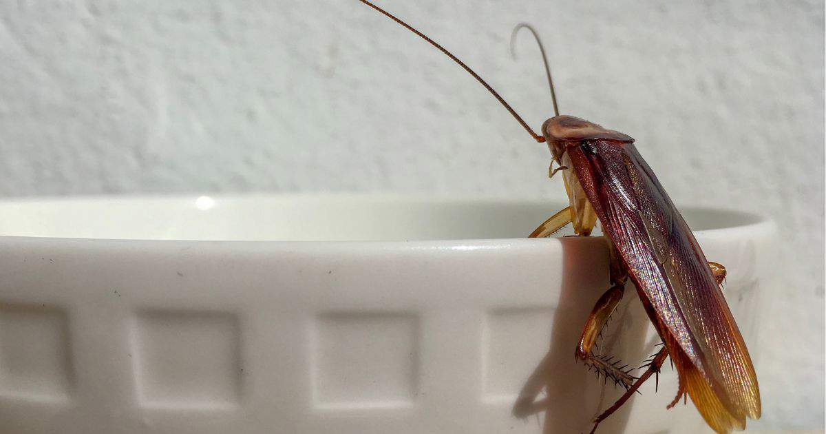 Cómo matar cucarachas y eliminarlas completamente de casa: insecticidas, remedios caseros ...