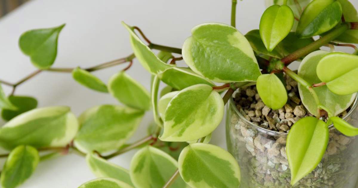 Peperomia: cuidados, tipos y características
