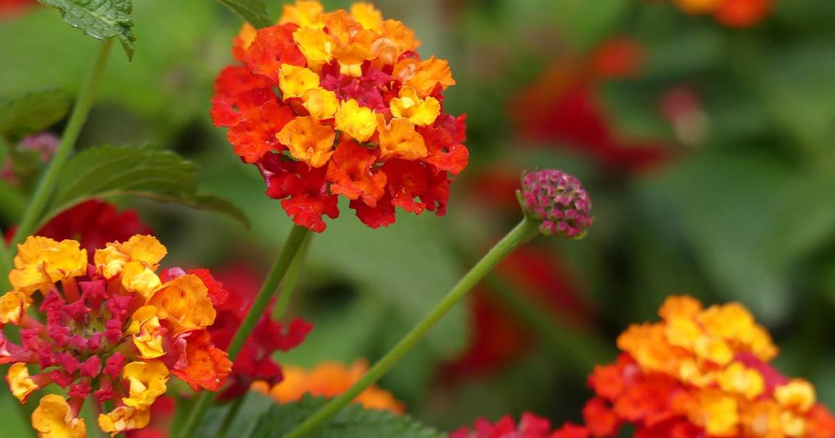 Variedades De Lantana Patriota Lantana Rastrera Lantana