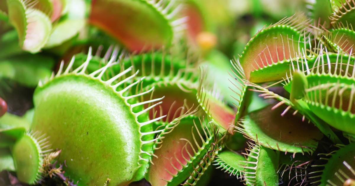Drosera: qué es y para qué sirve esta planta