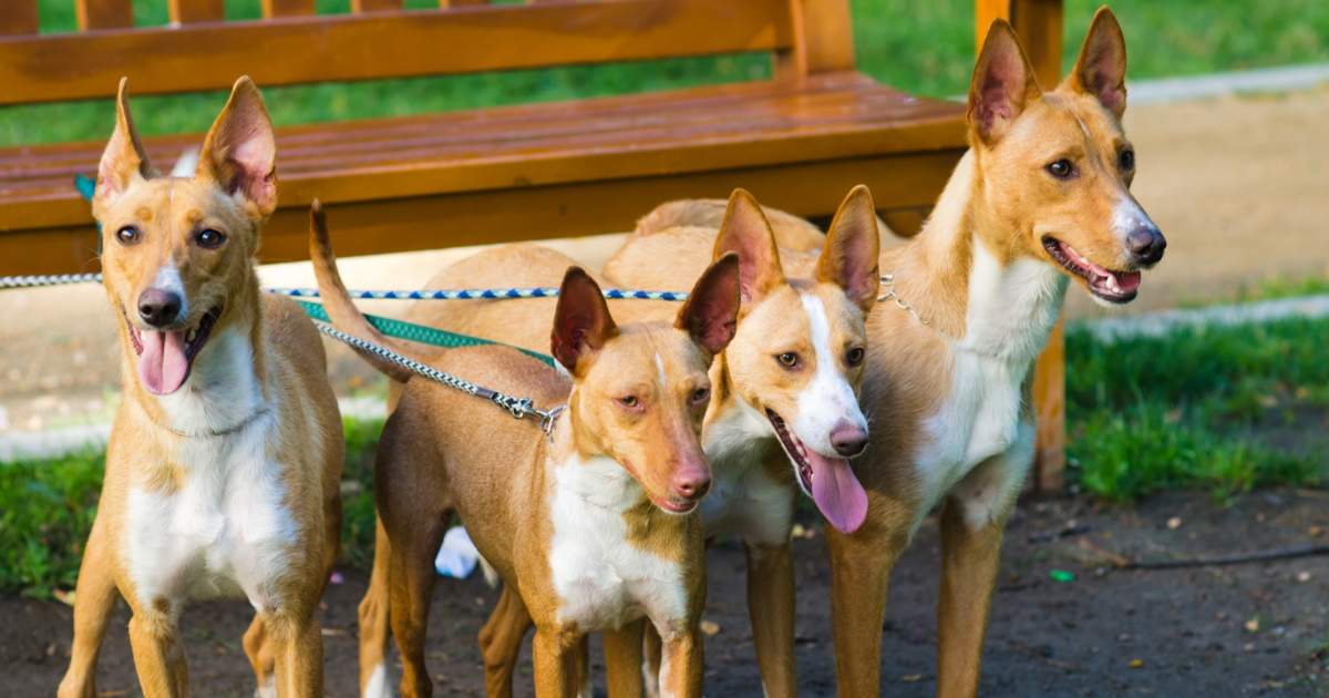 Podenco andaluz: características, carácter y cuidados