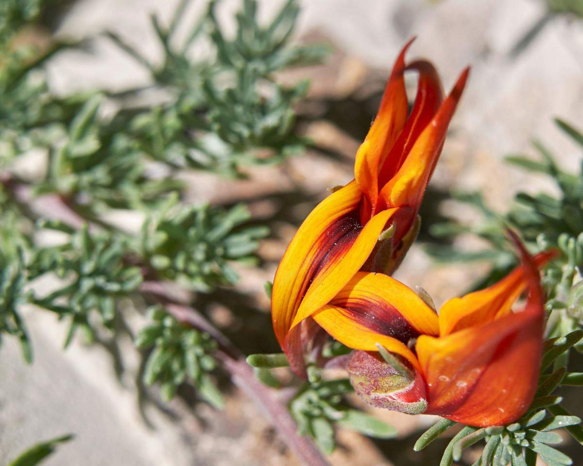 Las 8 flores más raras y curiosas que existen y que no te puedes perder
