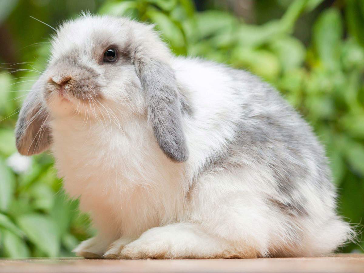 Razas de conejos: estas son las 6 clases de conejos más deseadas