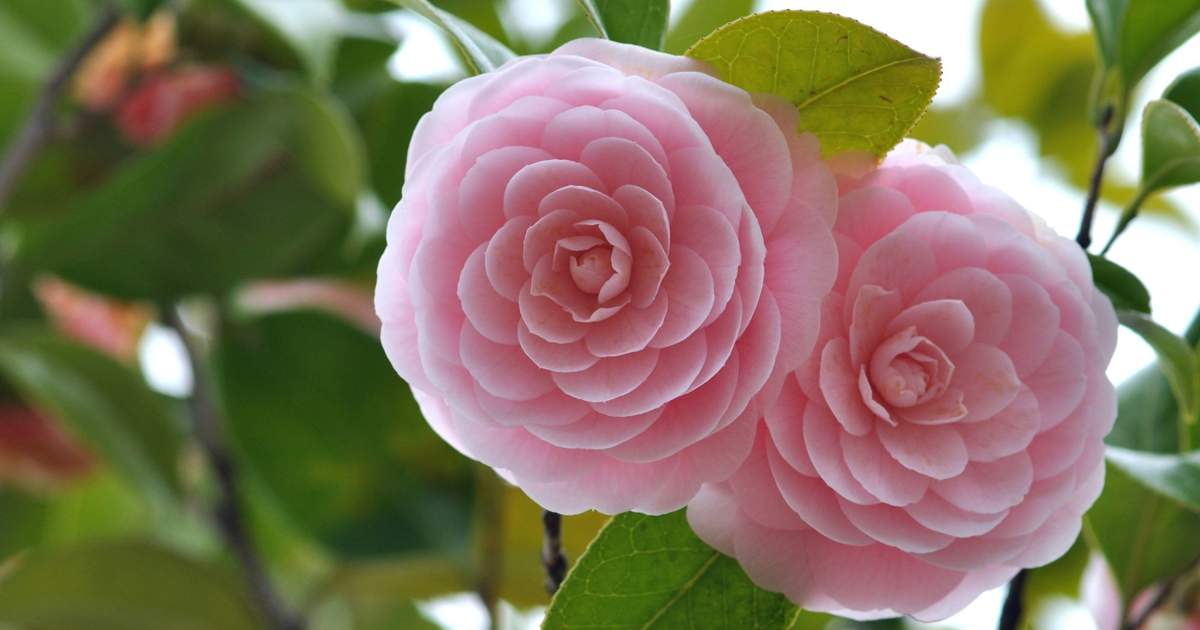 Las 8 flores más raras y curiosas que existen y que no te puedes perder