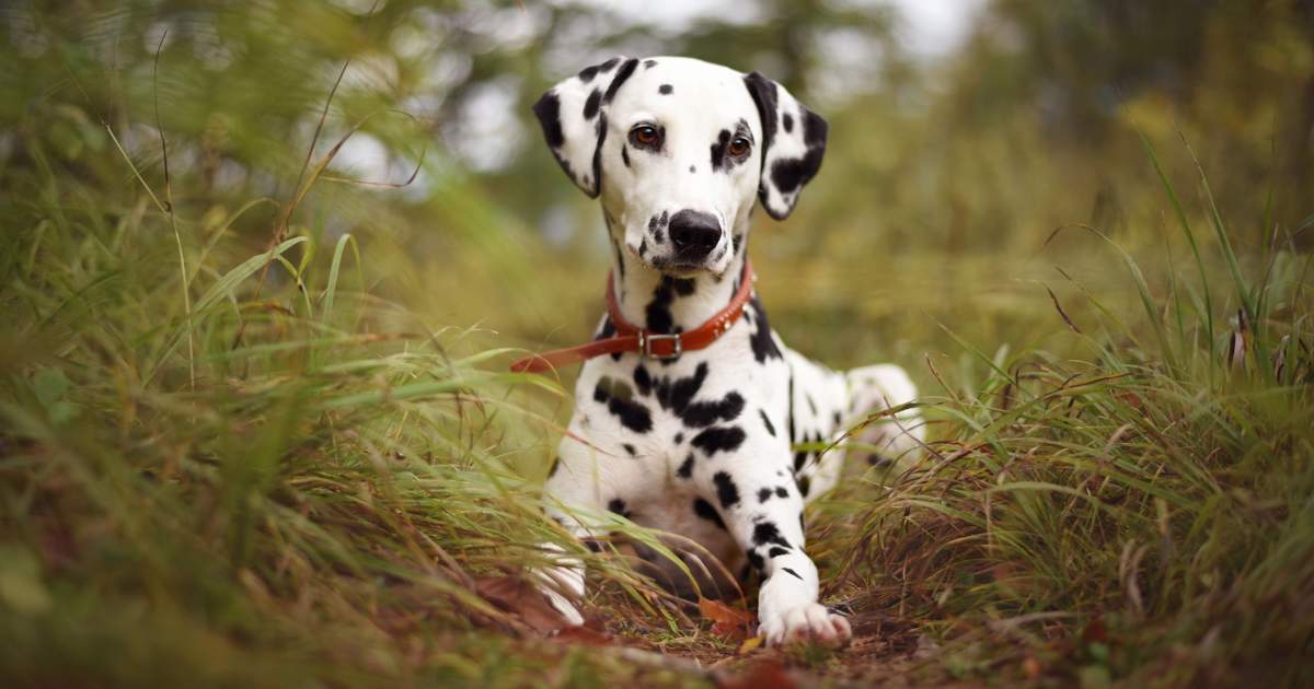 Dálmata: características, carácter y cuidados