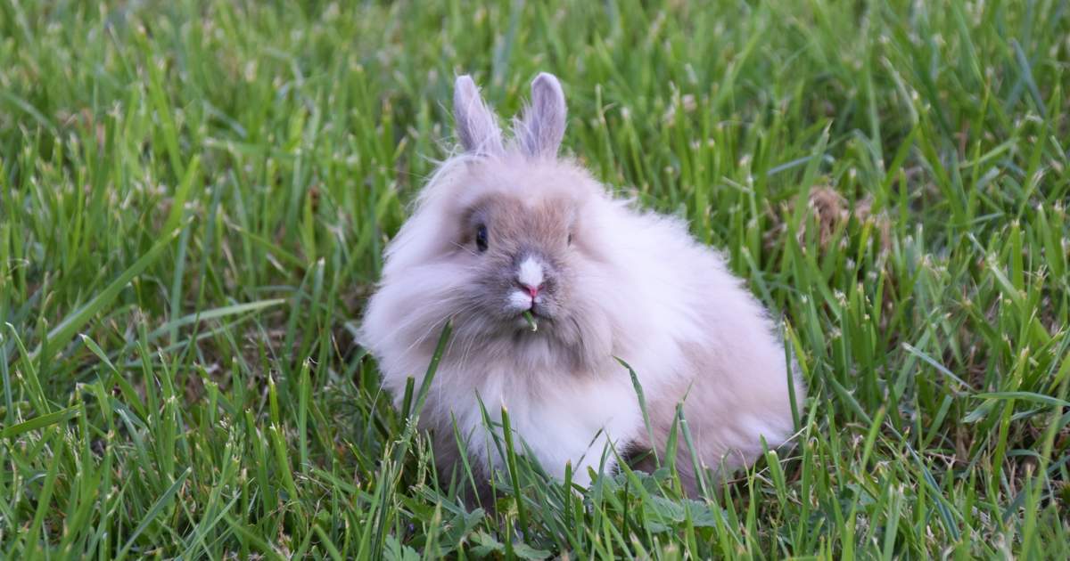 Conejo cabeza de león: características y cuidados