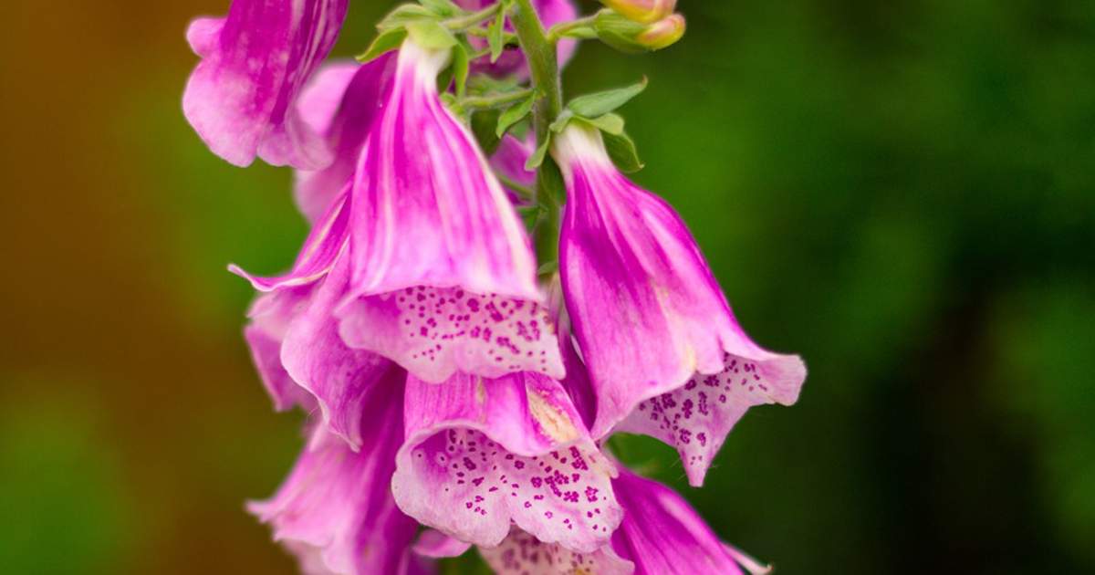 Nepenthes: cuidados, especies y qué insectos come esta planta carnívora