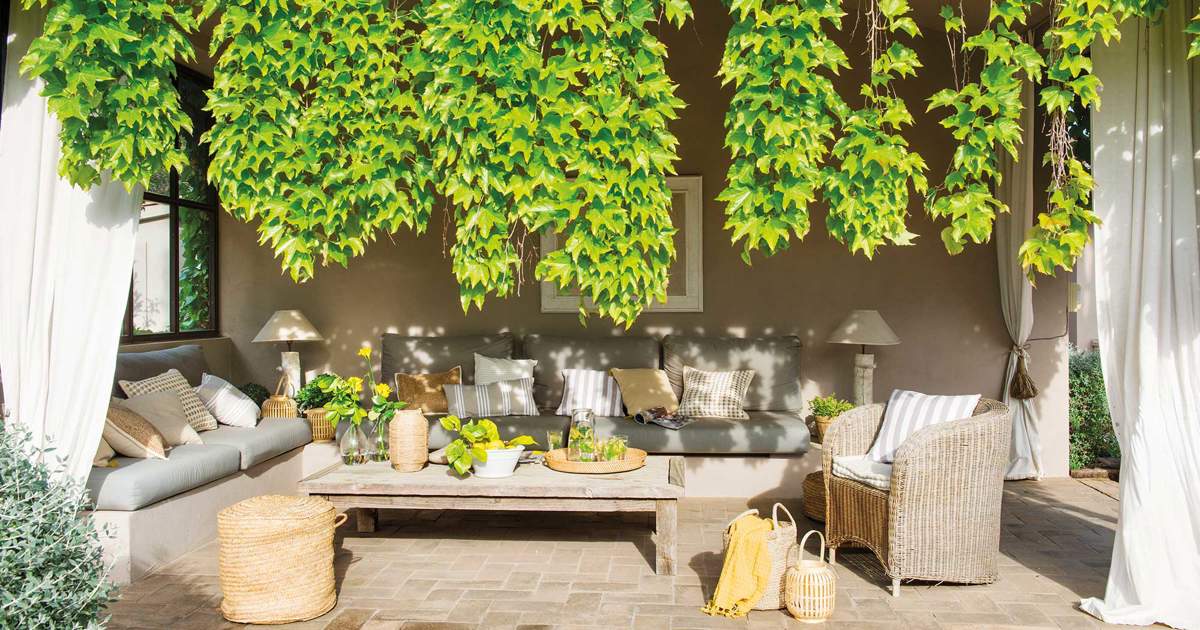 Las 8 plantas trepadoras y enredaderas más bonitas y resistentes para ...