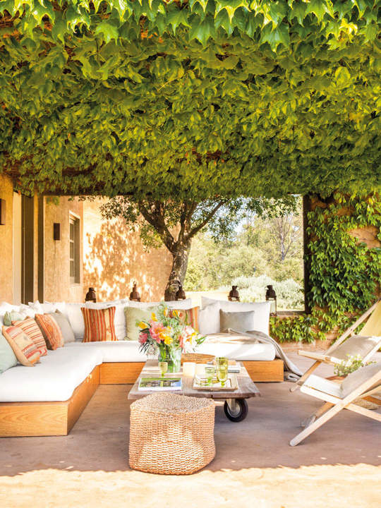 Las 7 plantas trepadoras y enredaderas más bonitas y resistentes para ...