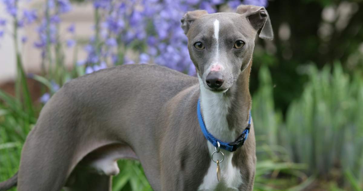 Galgo italiano: características, carácter y cuidados