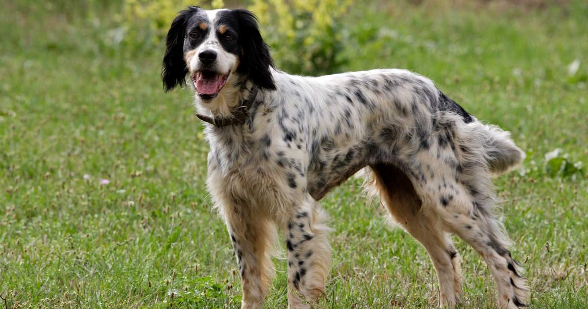 Setter inglés: características, carácter y cuidados