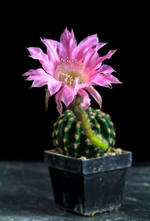 Descubre cuáles son los cactus con flores más bellos, resistentes y ...
