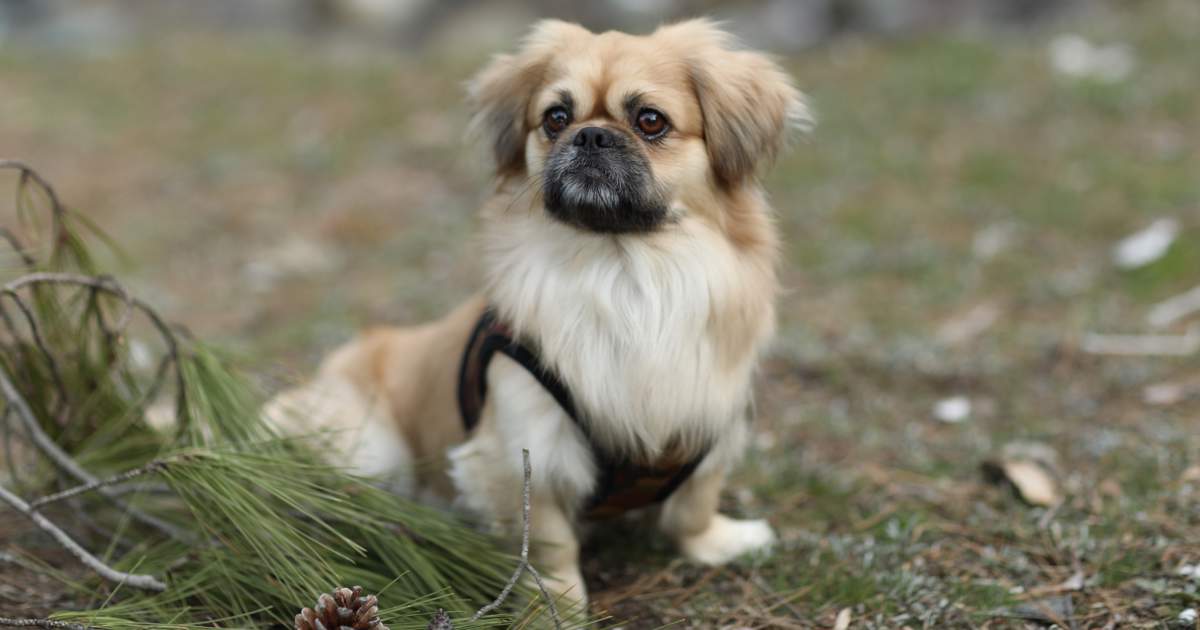 Pekinés: características, carácter y cuidados