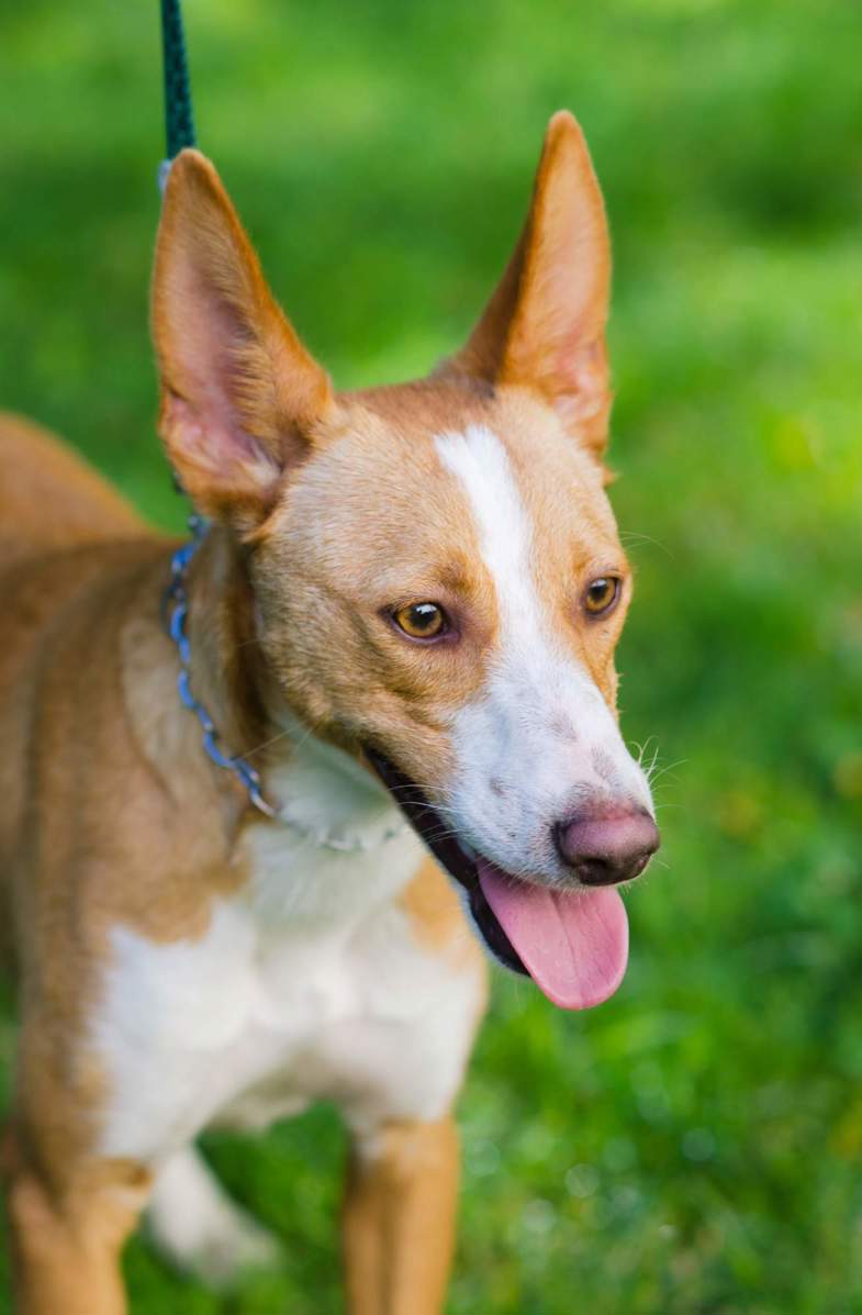 Las 24 razas de perros medianos más populares