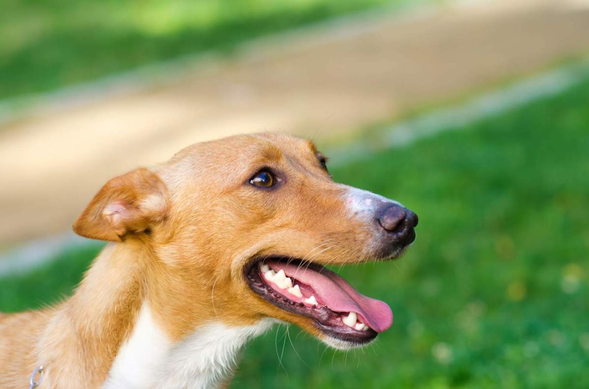 19 razas de perros de caza que querrás tener como mascota