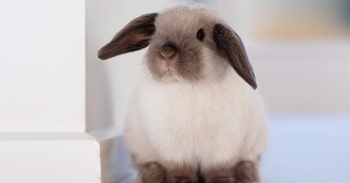 Conejo mini lop: características de la raza