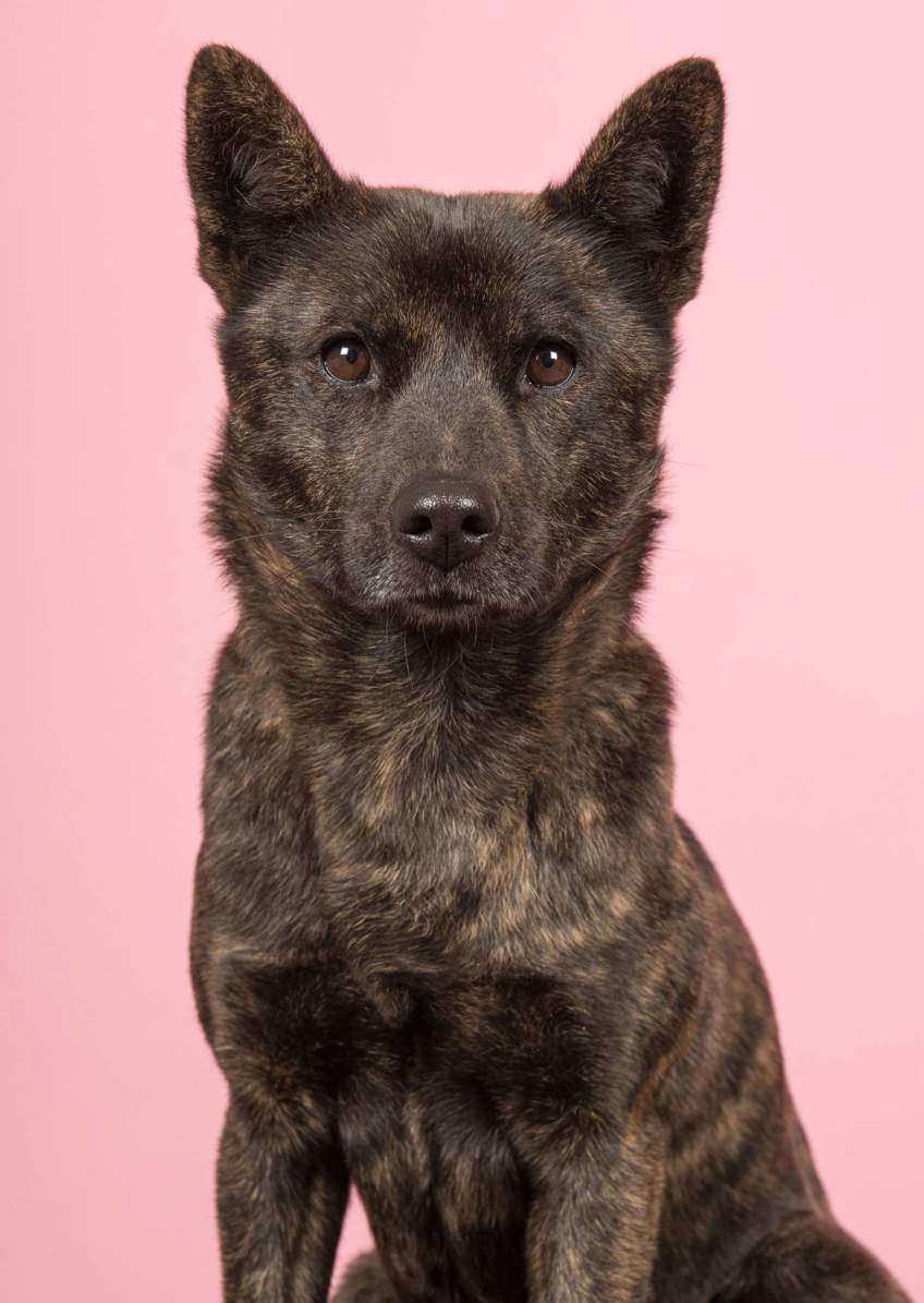 Perro japonés: 10 razas que debes conocer